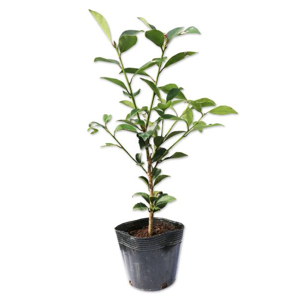 【モチノキ】 読み：もちのき 学名：Ilex integra モチノキ科モチノキ属 常緑高木  【商品情報】 モチノキは青々とした皮質の光沢がある葉が特徴です。枝ぶりもよく、ボリュームが出て1本のみでも見栄えがします。10〜2月頃までに小さ...