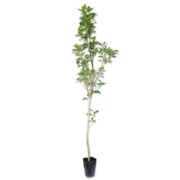 【モチノキ】 読み：もちのき 学名：Ilex integra モチノキ科モチノキ属 常緑高木  【商品情報】 モチノキは青々とした皮質の光沢がある葉が特徴です。枝ぶりもよく、ボリュームが出て1本のみでも見栄えがします。10〜2月頃までに小さ...