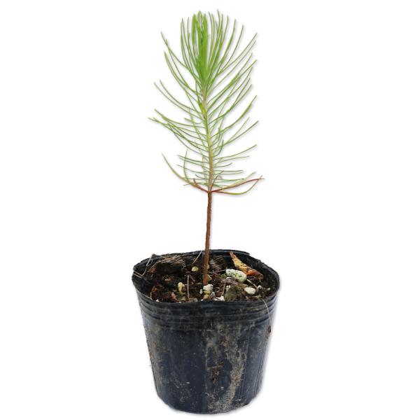【ダイオウショウ】（大王松） 読み：だいおうしょう 学名：Pinus palustris マツ科マツ属 常緑高木  【商品情報】 マツは純和風庭園や盆栽には欠かせない樹木です。葉は針状です。秋には松ぼっくりといわれる実がなります。全体に多く...