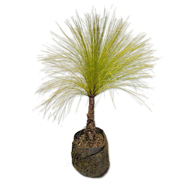 【ダイオウショウ】（大王松） 読み：だいおうしょう 学名：Pinus palustris マツ科マツ属 常緑高木  【商品情報】 マツは純和風庭園や盆栽には欠かせない樹木です。葉は針状です。秋には松ぼっくりといわれる実がなります。全体に多く...