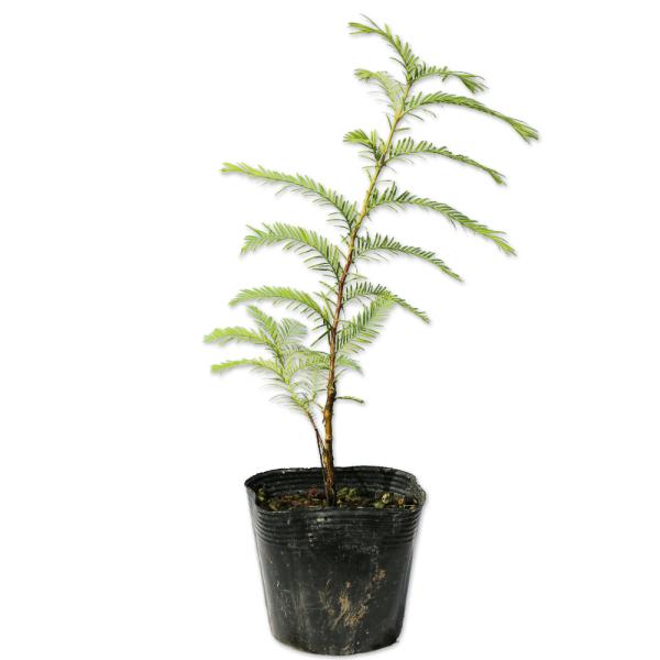 【メタセコイア】 読み：めたせこいあ 学名：Metasequoia glyptostroboides ヒノキ科メタセコイア属 落葉高木  【商品情報】 メタセコイアは落葉高木です。日本で常緑種のセコイアに似た化石が見つかり、絶滅種とされてい...