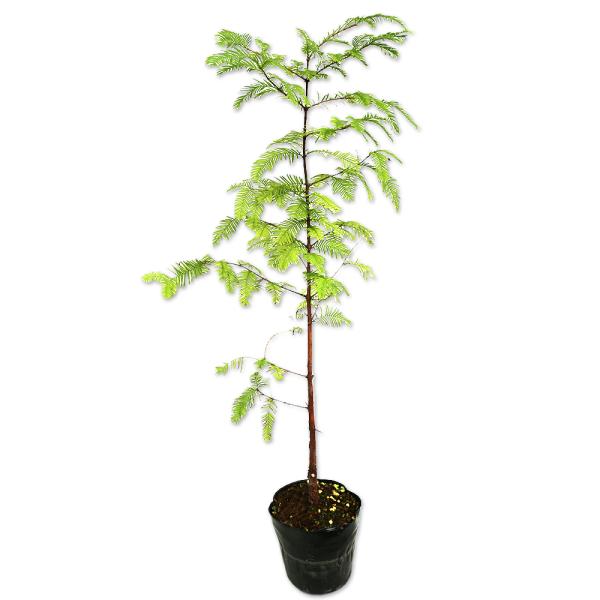 【メタセコイア】 読み：めたせこいあ 学名：Metasequoia glyptostroboides ヒノキ科メタセコイア属 落葉高木  【商品情報】 メタセコイアは落葉高木です。日本で常緑種のセコイアに似た化石が見つかり、絶滅種とされてい...