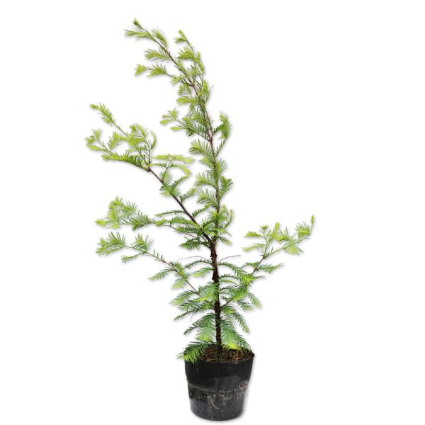 【メタセコイア】 読み：めたせこいあ 学名：Metasequoia glyptostroboides ヒノキ科メタセコイア属 落葉高木  【商品情報】 メタセコイアは落葉高木です。日本で常緑種のセコイアに似た化石が見つかり、絶滅種とされてい...