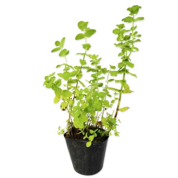 【アップルミント】（丸葉薄荷） 読み：あっぷるみんと 学名:Mentha pulegium シソ科ハッカ属 多年草 別名：マルバハッカ  【商品情報】 ミントは多年草です。冬になり霜にあたると地上部は枯れてしまいますが根が生きており春に復活...