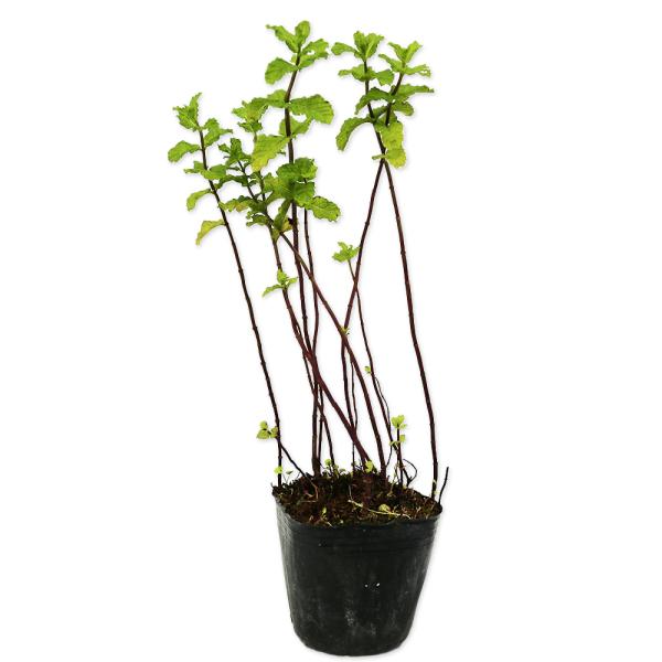 【スペアミント】（緑薄荷） 読み：すぺあみんと 学名:Mentha spicata シソ科ハッカ属 多年草 別名：ミドリハッカ、オランダハッカ、チリメンハッカ  【商品情報】 ミントは多年草です。冬になり霜にあたると地上部は枯れてしまいます...