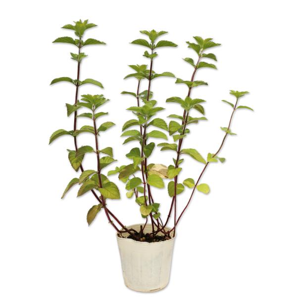 【レモンミント】（） 読み：れもんみんと 学名:Mentha piperita var. citrata 'Lemon' シソ科ハッカ属 多年草 別名：  【商品情報】 ミントは多年草です。冬になり霜にあたると地上部は枯れてしまいますが根が...