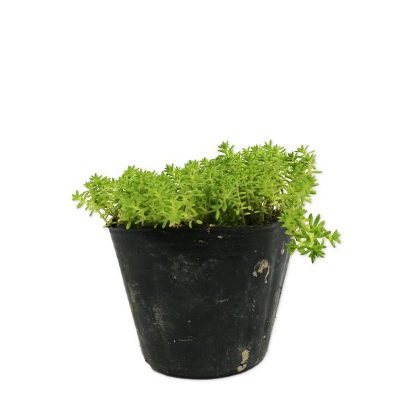 【セダム/モリムラマンネングサ】（モリムラ万年草） 読み：もりむらまんねんぐさ 学名：Sedum uniflorum ssp. japonicum f. morimurae  ベンケイソウ科マンネングサ属 常緑コケ植物  【商品情報】 セダ...
