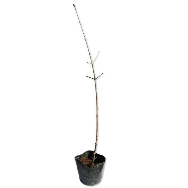 【マルバアオダモ】（丸葉青椨） 読み：まるばあおだも 学名：Fraxinus sieboldiana モクセイ科トネリコ属 落葉高木 別名：ホソバアオダモ、トサトネリコ、コガネアオダモ  【名前の由来】 葉に鋸歯がないことから。木を水につけ...