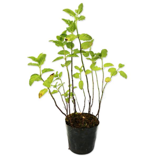 【イングリッシュミント】() 読み：いんぐりっしゅみんと 学名：Mentha x piperita vulgaris シソ科ハッカ属 多年草 別名：  【名前の由来】   【商品情報】ミントは多年草です。冬になり霜にあたると地上部は枯れてし...