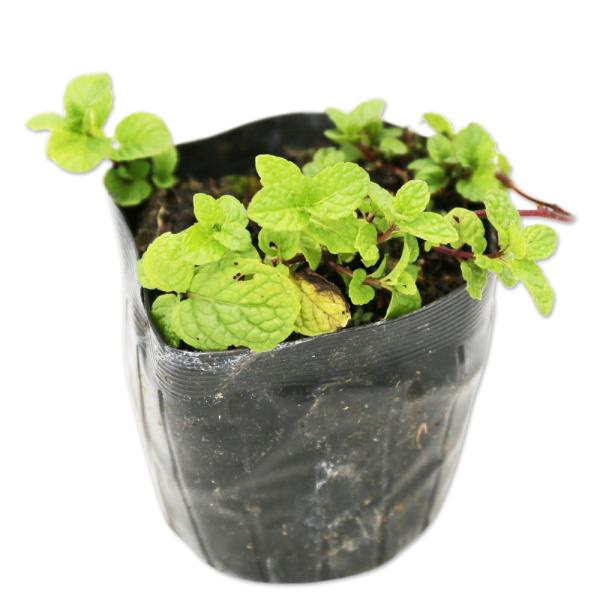 【ケンタッキーカーネルミント】 読み：みんと/けんたっきーかーねるみんと 学名:Mentha spicata ‘Kentucky Colonel’ シソ科ハッカ属 多年草 別名：マルバハッカ  【商品情報】 ミントは多年草です。冬になり霜に...