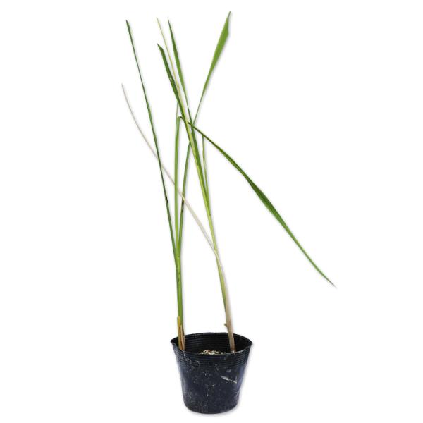 【マコモ】(真菰筍) 読み：まこも 学名：Zizania latifolia イネ科マコモ属 多年草 別名：ハナガツミ  【名前の由来】 茎が肥大化し、筍のように見えることから  【商品情報】マコモは2mになる多年草です。葉は稲のように細長...