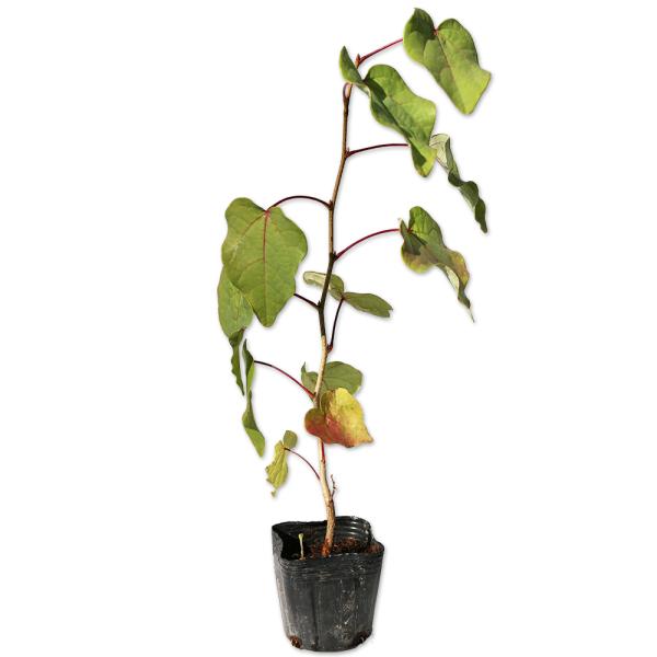 【マルバノキ】 読み：まるばのき 学名：Disanthus cercidifolius マンサク科マルバノキ属 落葉低木 別名：ベニマンサク  【名前の由来】 丸いハート型に見える葉から。  【商品情報】マルバノキは4mになる落葉低木です。...