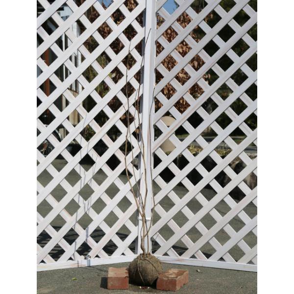 【マルバノキ】 読み：まるばのき 学名：Disanthus cercidifolius マンサク科マルバノキ属 落葉低木 別名：ベニマンサク  【名前の由来】 丸いハート型に見える葉から。  【商品情報】マルバノキは4mになる落葉低木です。...