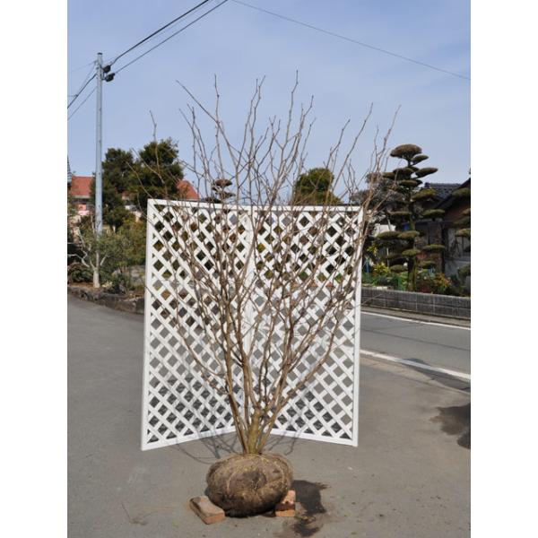 【マルバノキ】 読み：まるばのき 学名：Disanthus cercidifolius マンサク科マルバノキ属 落葉低木 別名：ベニマンサク  【名前の由来】 丸いハート型に見える葉から。  【商品情報】マルバノキは4mになる落葉低木です。...