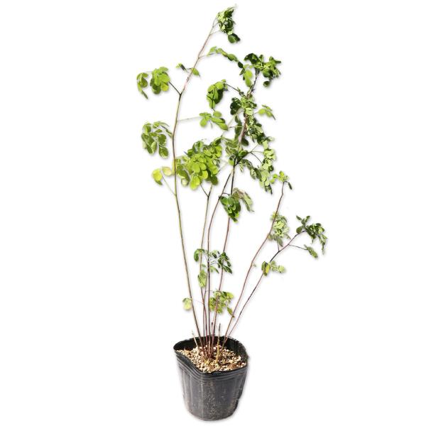 【マツカゼソウ】(松風草) 読み：まつかぜそう 学名：Boenninghausenia japonica ミカン科マツカゼソウ属 多年草 別名：マツガエソウ  【名前の由来】 花姿に趣があることから  【商品情報】 マツカゼソウは0.8mに...