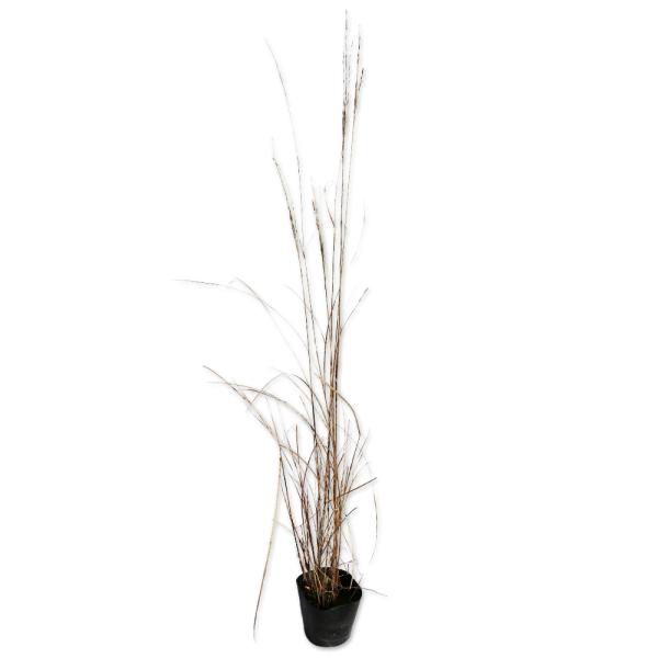 【ススキ/クラインシルバースパイン】() 読み：すすき/くらいんしるばーすぱいん 学名：Miscanthus sinensis ‘Kleine Silverspinne’ イネ科ススキ属  別名：  【名前の由来】  【商品説明】 ススキは...