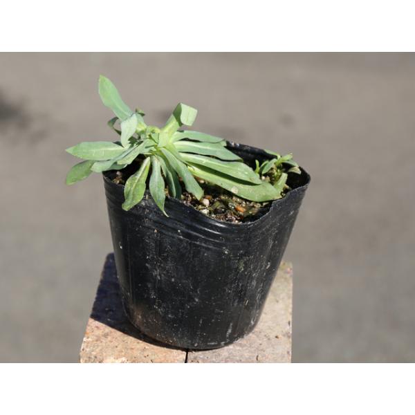 【ムシトリナデシコ】(虫取撫子) 読み：むしとりなでしこ 学名：Silene armeria ナデシコ科マンテマ属 越年草 別名：ハエトリナデシコ、コマチソウ、ムシトリバナ  【名前の由来】 花下の茎から粘液をだし、その粘液に虫が捕まること...