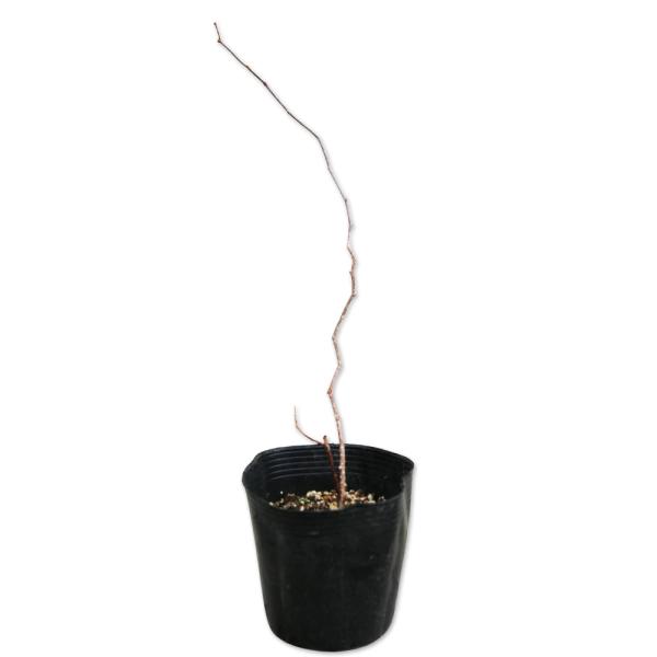 【マタタビ/メス】(木天蓼／雌) 学名：Actinidia polygama  別名：ネコナブリ、木天蓼  マタタビ科マタタビ属 落葉つる性低木  【商品情報】 マタタビは日本に自生している落葉つる性植物です。匂いに含まれる成分がネコ科の動...