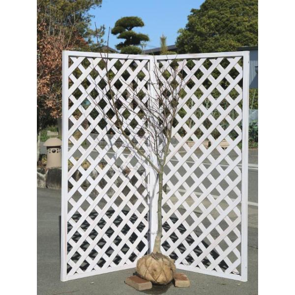 【モミジ/大盃】(紅葉) 学名：Acer amoenum Ohsakazuki  ムクロジ科カエデ属 落葉高木  【商品情報】 モミジは秋に紅葉する代表的な品種です。モミジとはカエデの別名です。一般的に葉が手のひらのように裂けているものが『...