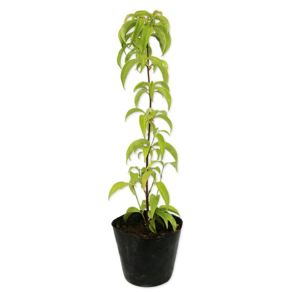 【常緑ヤマボウシ】（常緑山法師） 読み：じょうりょくやまぼうし 学名：Cornus capitata ミズキ科ミズキ属 常緑高木  【商品情報】 ヤマボウシは6月に小さい花が無数に咲きます。花が咲く年と咲きにくい年があるみたいです。秋には美...