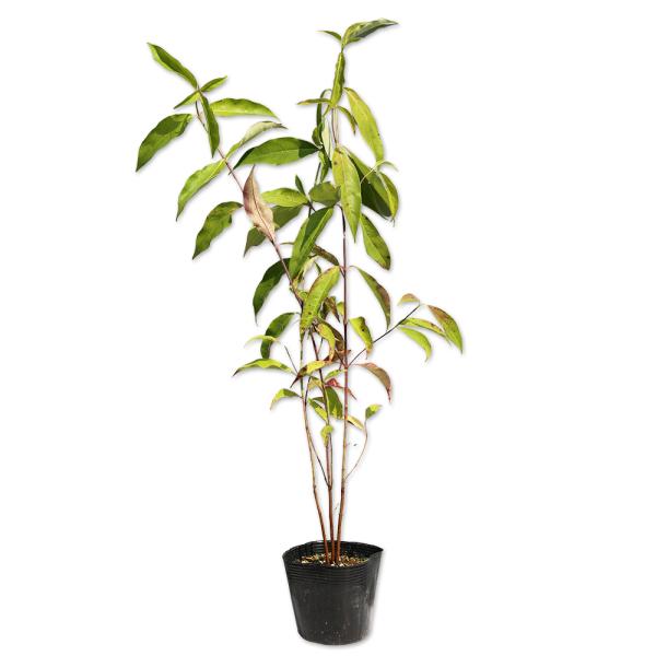 【常緑ヤマボウシ】（常緑山法師） 読み：じょうりょくやまぼうし 学名：Cornus capitata ミズキ科ミズキ属 常緑高木  【商品情報】 ヤマボウシは6月に小さい花が無数に咲きます。花が咲く年と咲きにくい年があるみたいです。秋には美...