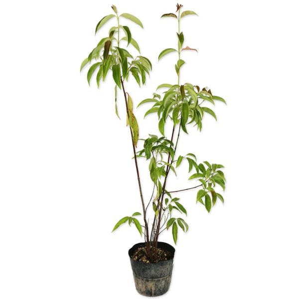 【常緑ヤマボウシ】（常緑山法師） 読み：じょうりょくやまぼうし 学名：Cornus capitata ミズキ科ミズキ属 常緑高木  【商品情報】 ヤマボウシは6月に小さい花が無数に咲きます。花が咲く年と咲きにくい年があるみたいです。秋には美...