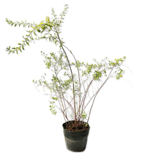 【ユキヤナギ】（雪柳） 読み：ゆきやなぎ 学名：Spiraea thunbergii バラ科シモツケ属 落葉低木  【商品情報】 ユキヤナギはびっしりと垂れる枝に咲く白い花が有名です。一つ一つの花は小さいですがまとまって咲きます。ヤナギに雪...