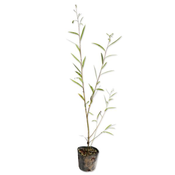 【シダレヤナギ】 読み：やなぎ 学名：Salix babylonica ヤナギ科ヤナギ属 落葉低木  【商品情報】 ヤナギは落葉低木です。早春に奇麗な白色の花穂がでます。3〜4月には黄色のブラシ状の花が咲きます。名前は花穂を猫に見立てたこと...