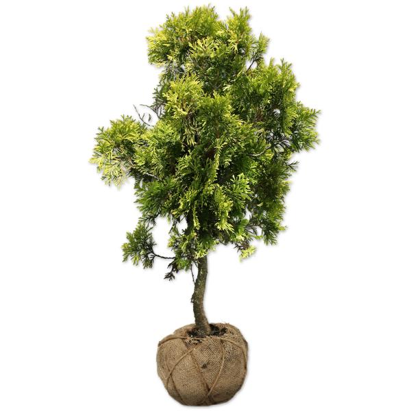 【ヨーロッパゴールド】 読み：よーろっぱごーるど 学名：Thuja occidentalis'EuropeGold'  ヒノキ科クロベ属 常緑高木  【商品情報】 ヨーロッパゴールドは寒さにも暑さにも強いです。枝葉が密集しボリュームのある太...
