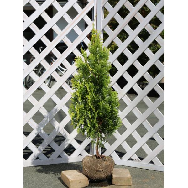 【ヨーロッパゴールド】 読み：よーろっぱごーるど 学名：Thuja occidentalis'EuropeGold'  ヒノキ科クロベ属 常緑高木  【商品情報】 ヨーロッパゴールドは寒さにも暑さにも強いです。枝葉が密集しボリュームのある太...