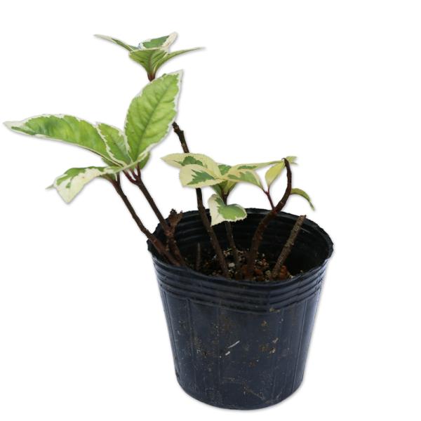 【ヤブコウジ/斑入り】 読み：ふいりやぶこうじ 学名：Ardisia japonica サクラソウ科ヤブコウジ属 常緑低木  【商品情報】 ヤブコウジは30ｃｍ程度になる常緑低木です。地下茎で繁殖してよく茂り、赤い実が綺麗な為グランドカバー...