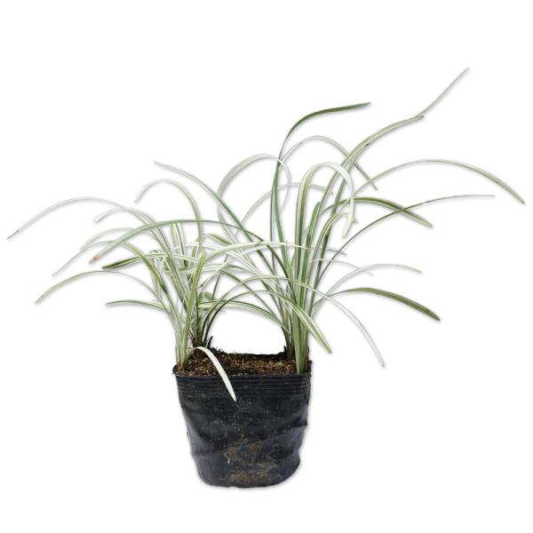 【シルバードラゴン】 読み：しるばーどらごん 学名：Liriope spicata 'Silver dragon'  キジカクシ科ヤブラン属 常緑宿根草  【商品情報】 ヤブランは日本原産ですが、アメリカでの人気が非常に高いです。暑さ、寒さ...