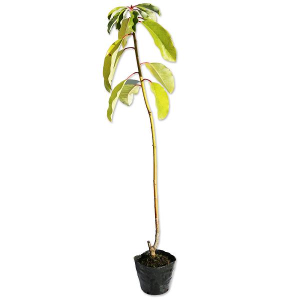 【ユズリハ】（譲葉） 読み：ゆずりは 学名：Daphniphyllum macropodum ユズリハ科ユズリハ属 常緑高木 別名：ユズルハ、ショウガツノキ  【名前の由来】 春になり新芽がでる時に前年の葉が落ちる事から。  【商品情報】 ...