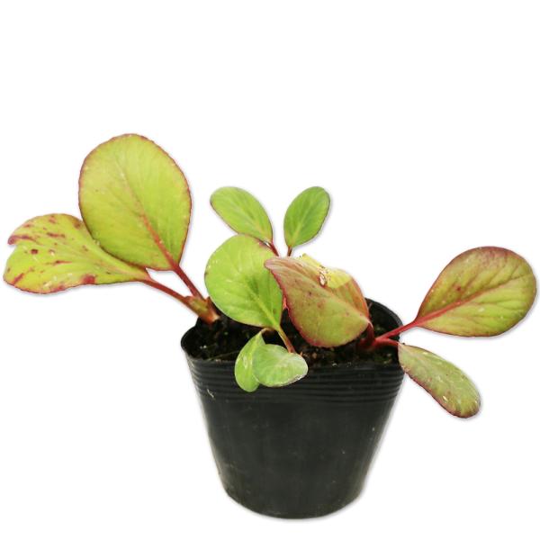 【ヒマラヤユキノシタ】 読み：ひまらやゆきのした 学名：Bergenia ユキノシタ科ヒマラヤユキノシタ属 常緑多年草  【商品情報】 ユキノシタは半日陰などによく生育されます。昔から人気がある品種です。葉は円形に近く葉の裏は赤みを帯びます...