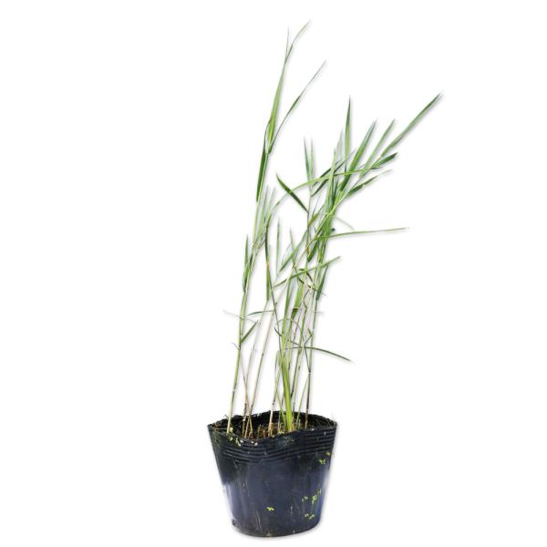 【ヨシ】（アシ） 読み：よし 学名：Phragmites australis  イネ科ヨシ属 常緑多年草  【商品説明】 ヨシは湿地帯に生息する草の一種です。関東では「アシ」と言われ、関西では「ヨシ」と言われます。条件が合えば1年間に5m近...