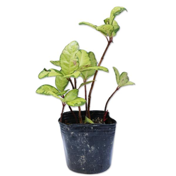 【ヤブコウジ/三保の松】（） 読み：やぶこうじ/みほのまつ 学名：Ardisia japonica cv.'Mihonomatsu' サクラソウ科ヤブコウジ属 常緑低木  【商品情報】 ヤブコウジは30ｃｍ程度になる常緑低木です。地下茎で繁...