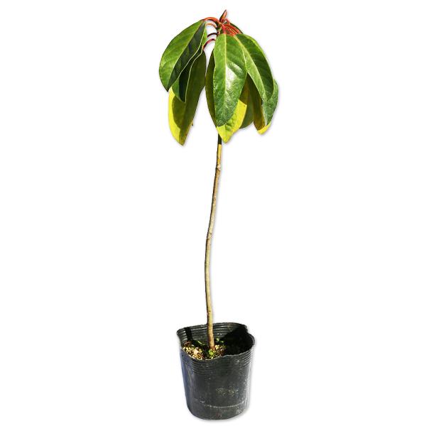 【エゾユズリハ】（蝦夷譲葉） 読み：えぞゆずりは 学名：Daphniphyllum macropodum subsp. humile ユズリハ科ユズリハ属 常緑高木 別名：ヒナユズリハ  【商品情報】 ユズリハは10ｍ程度まで成長する常緑高...