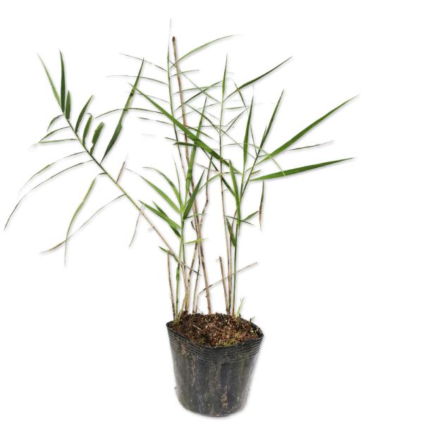 【ツルヨシ】（蔓葦） 読み：つるよし 学名：Phragmites japonica Steud イネ科ヨシ属 常緑多年草 別名：ジシバリ  【商品説明】 ヨシは湿地帯に生息する草の一種です。関東では「アシ」と言われ、関西では「ヨシ」と言われ...