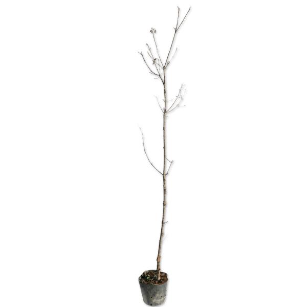 【ヤマボウシ/ミルキーウェイ】() 読み：やまぼうし/みるきーうぇい 学名：Cornus kousa var.chinensis  ミズキ科ミズキ属 落葉高木 別名：  【名前の由来】   【商品情報】ヤマボウシは6月に小さい花が無数に咲き...