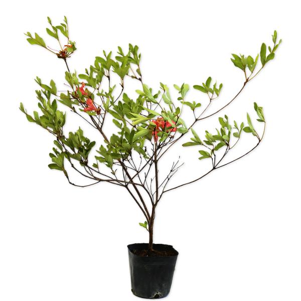 【ヤマツツジ】(山躑躅) 読み：やまつつじ 学名：Rhododendron kaempferi ツツジ科ツツジ属 落葉低木 別名：  【名前の由来】 山野に朱赤色の花が普通に見られることから。  【商品情報】 ツツジは、沢山の園芸品種が作ら...