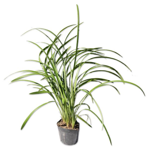 【ヤブラン/ギガンチア】 読み：やぶらん/ぎがんちあ 学名：Liriope muscari キジカクシ科ヤブラン属 常緑宿根草  【商品情報】 ヤブランは日本原産ですが、アメリカでの人気が非常に高いです。暑さ、寒さに強く日陰でも良く育ちます...