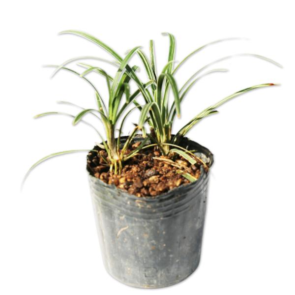 【ヤブラン/白竜錦】(薮蘭) 読み：やぶらん/はくりゅうにしき 学名：Liriope muscari キジカクシ科ヤブラン属 常緑宿根草  【商品情報】 ヤブランは日本原産ですが、アメリカでの人気が非常に高いです。暑さ、寒さに強く日陰でも良...