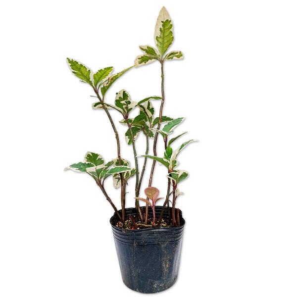 【ヤブコウジ/白王】（十両） 読み：びゃくおう 学名：Ardisia japonica サクラソウ科ヤブコウジ属 常緑低木  【商品情報】 ヤブコウジは30ｃｍ程度になる常緑低木です。地下茎で繁殖してよく茂り、赤い実が綺麗な為グランドカバー...