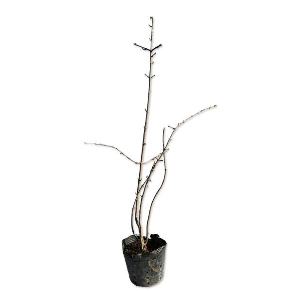 【ヤブデマリ】(藪手毬) 読み：やぶでまり 学名：Viburnum plicatum var. tomentosum スイカズラ科ガマズミ属 落葉低木 別名：  【名前の由来】 花序が手鞠のように丸いことから。  【商品情報】ヤブデマリは6...