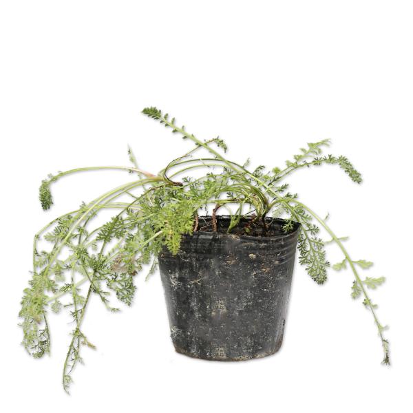 【ヤロー/ホワイト】() 読み：やろー/ほわいと 学名：Achillea millefolium キク科ノコギリソウ属 多年草 別名：セイヨウノコギリソウ・ヤロウ  【名前の由来】   【商品情報】ヤローホワイトは1mになる多年草です。ヨー...