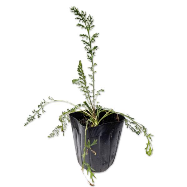 【ヤロー/レッド】() 読み：やろー/れっど 学名：Achillea millefolium キク科ノコギリソウ属 多年草 別名：セイヨウノコギリソウ・ヤロウ  【名前の由来】   【商品情報】ヤローレッドは1mになる多年草です。ヨーロッパ...