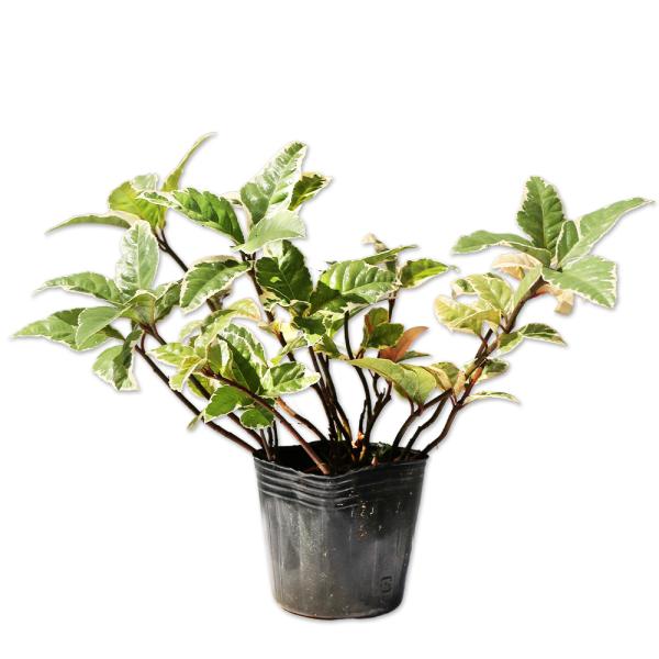 【ヤブコウジ/白牡丹】（） 読み：やぶこうじ/しろぼたん 学名：Ardisia japonica サクラソウ科ヤブコウジ属 常緑低木 由来：  【商品情報】 ヤブコウジは30ｃｍ程度になる常緑低木です。地下茎で繁殖してよく茂り、赤い実が綺麗...