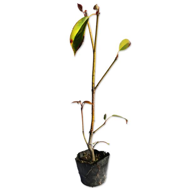 【ヤマグルマ】(山車) 読み：やまぐるま 学名：Trochodendron aralioides  ヤマグルマ科ヤマグルマ属 常緑高木 別名：トリモチノキ  【名前の由来】 葉が車状につくところから  【商品情報】 ヤマグルマは20mになる...