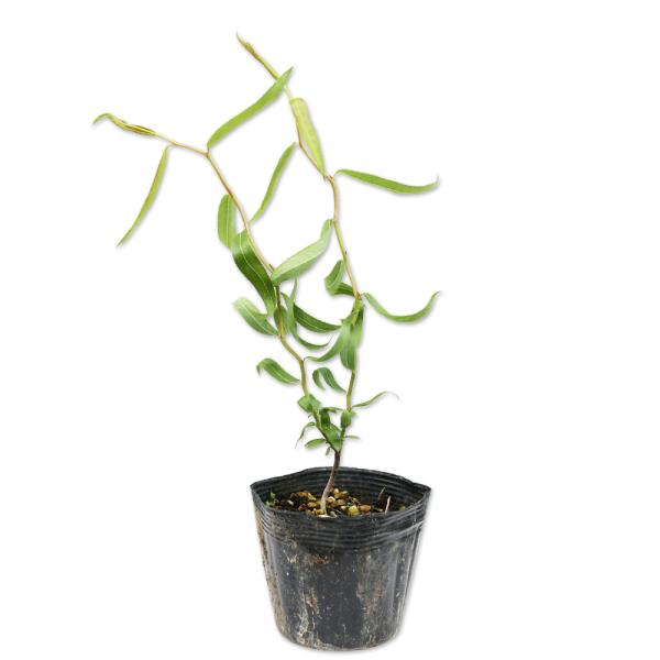 【ウンリュウヤナギ】(雲竜柳) 学名：Salix babylonica var. matsudana 'Tortuosa' ヤナギ科ヤナギ属 落葉高木 別名：コウテンヤナギ、ドラゴンヤナギ、ドラゴンウィロー  【名前の由来】 雲の間を登って...