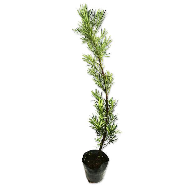 【ラカンマキ】 読み：らかんまき 学名：Podocarpus macrophyllus var. maki マキ科マキ属 常緑高木  【商品情報】 ラカンマキはイヌマキの変種です。イヌマキに比べて葉が小さく枝ぶりも大人しいです。種は生らず刺...